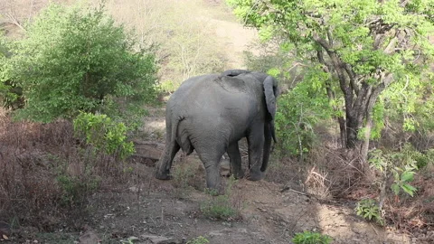 Mature Down Photo Stock Videos – Royalty-Free HD & 4K Videos