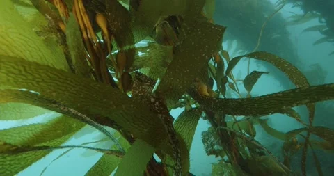 Mature Underwaer Stock Videos – Royalty-Free HD & 4K Videos | Pond5