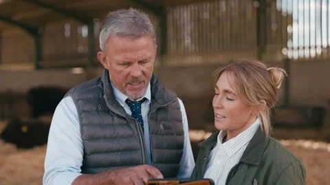 Mature Female Cattle Stock Videos – Royalty-Free HD & 4K Videos | Pond5