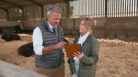 Mature Female Cattle Stock Videos – Royalty-Free HD & 4K Videos | Pond5