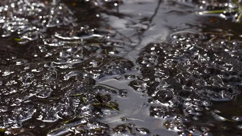 Mature O Mating Stock Videos – Royalty-Free HD & 4K Videos