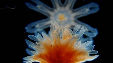 Asexual Reproduction Stock Video Footage | Royalty Free Asexual ...