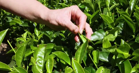 Mature Asian Bush Stock Videos – Royalty-Free HD & 4K Videos