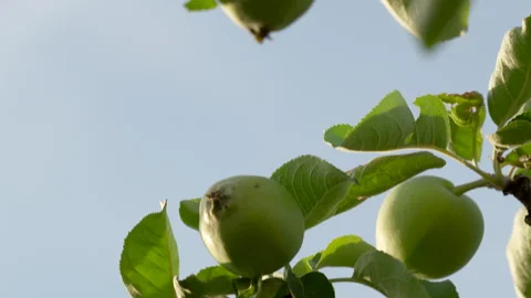 A maturing apple tree with green apple f... | Stock Video | Pond5