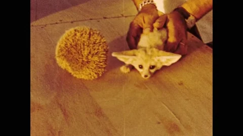 Mauritania 1960s, People adoring a Fenne... | Stock Video | Pond5