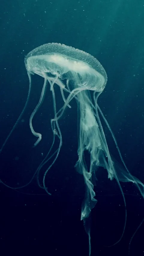 Mauve Stinger Jellyfish floats on the de... | Stock Video | Pond5