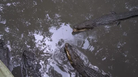 Maw opens wide, cavernous snare, teeth l... | Stock Video | Pond5