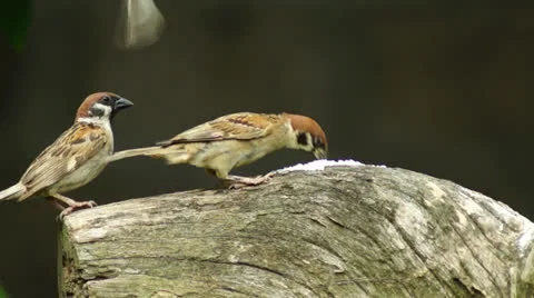 Maya Bird Tree Sparrow pecking grains on... | Stock Video | Pond5