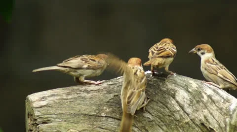 Maya Bird Tree Sparrow pecking grains on... | Stock Video | Pond5