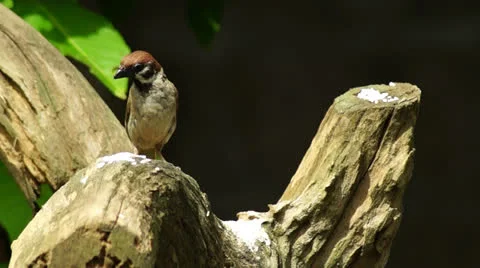 Maya Bird Tree Sparrow pecking grains on... | Stock Video | Pond5