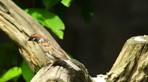 Maya Bird Tree Sparrow pecking grains on... | Stock Video | Pond5