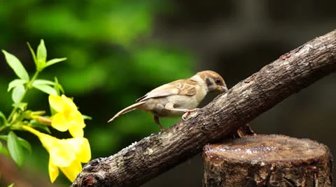 Maya Bird Tree Sparrow pecking grains on... | Stock Video | Pond5
