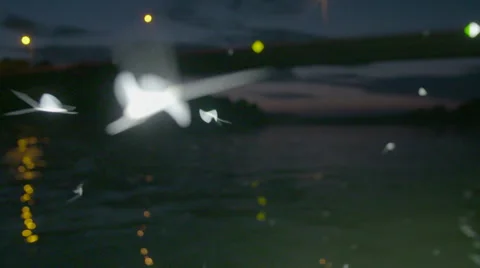 Mayflies flying in slow motion over the ... | Stock Video | Pond5