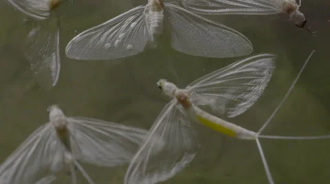 Mayfly Stock Videos – Royalty-Free HD & 4K Videos