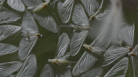 Mayfly Stock Video Footage | Royalty Free Mayfly Videos | Pond5