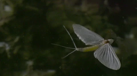 Mayflies swarming and mating surface of ... | Stock Video | Pond5