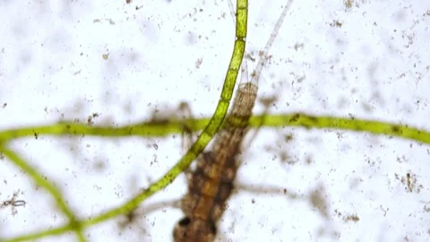 Mayfly larva (Ephemeroptera) under the m... | Stock Video | Pond5