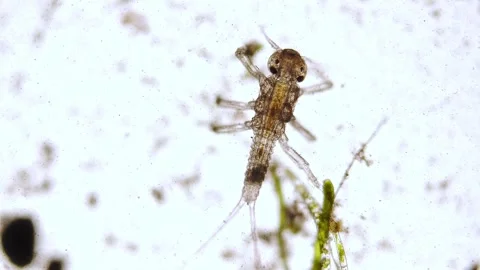 Mayfly larva (Ephemeroptera) under the m... | Stock Video | Pond5