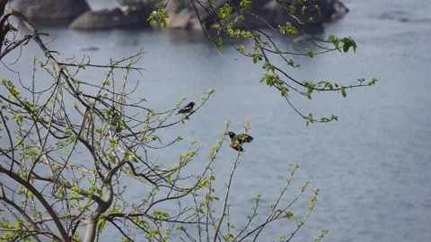 Isa\ Stock Videos – Royalty-Free HD & 4K Videos