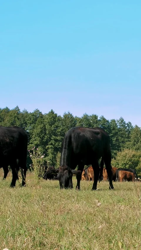 Black Breeding Bulls Stock Videos – Royalty-Free HD & 4K Videos
