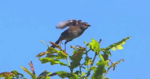 Meadow Pipit bird jumps into flight from... | Stock Video | Pond5