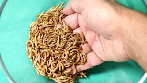mealworms; larva on the hand. larvae Sta... | Stock Video | Pond5