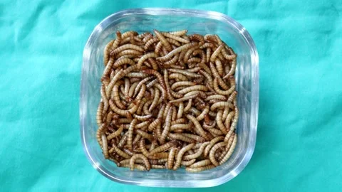 mealworms; larva, larvae Stages of the ... | Stock Video | Pond5