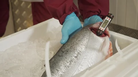 measure the temperature of fish brought ... | Stock Video | Pond5