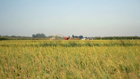 Mechanical threshing of rice done in the... | Stock Video | Pond5