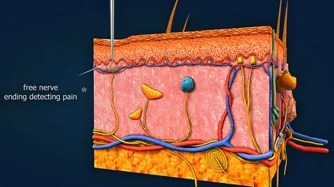 Pain Receptors Stock Video Footage | Royalty Free Pain Receptors Videos ...