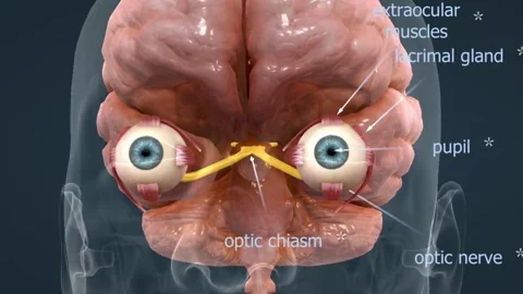 Mechanism of vision and eye anatomy | Stock Video | Pond5