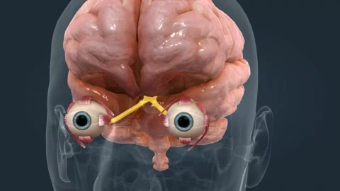 The mechanism of vision in the human eye | Stock Video | Pond5