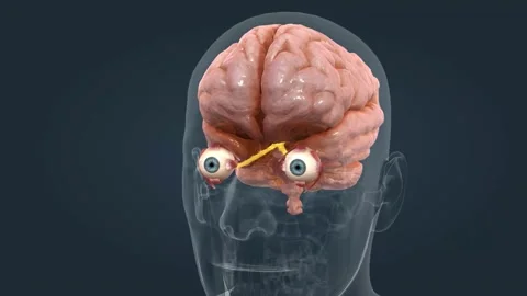 The mechanism of vision in the human eye | Stock Video | Pond5