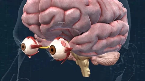 The mechanism of vision in the human eye | Stock Video | Pond5