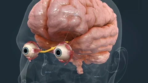 The mechanism of vision in the human eye | Stock Video | Pond5