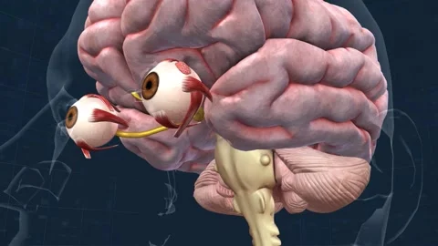 The mechanism of vision in the human eye | Stock Video | Pond5