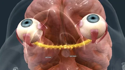 The mechanism of vision in the human eye | Stock Video | Pond5