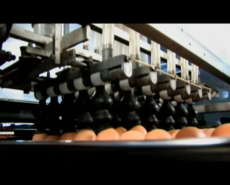 Mechanized Arm Loading Eggs Onto Conveyo... | Stock Video | Pond5