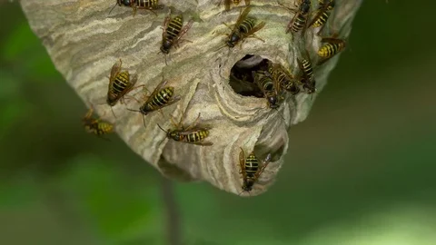 Wasp Nest Stock Videos – Royalty-Free HD & 4K Videos | Pond5