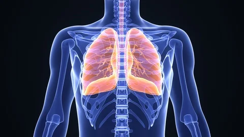 Medical 3d animation of a healthy breath... | Stock Video | Pond5