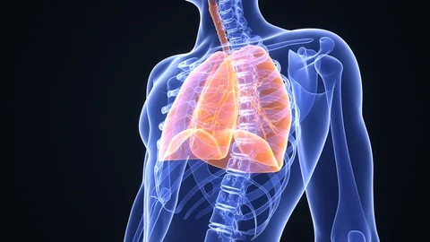 Medical 3d animation of a healthy breath... | Stock Video | Pond5