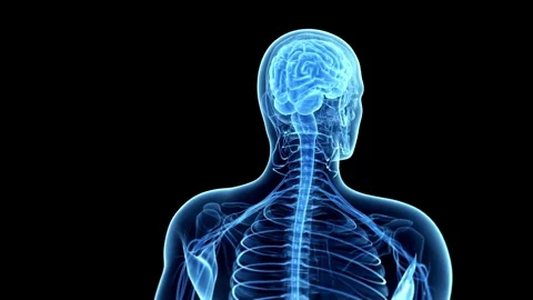 Spine Animation Stock Videos – Royalty-Free HD & 4K Videos | Page 5