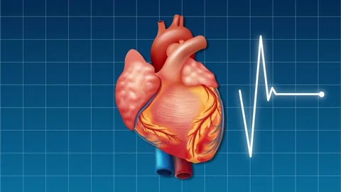 Medical Anatomy Education: Beating Heart... | Stock Video | Pond5
