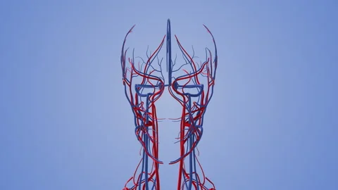 Medical animation of the circulatory sys... | Stock Video | Pond5