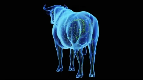 medical animation of a cows lymphatic sy... | Stock Video | Pond5