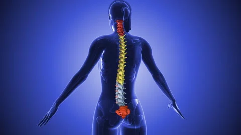 Medical animation of the human spine ana... | Stock Video | Pond5