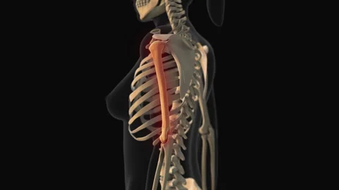 Medical animation of the humerus bone pa... | Stock Video | Pond5