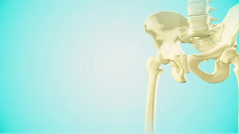 Medical animation of the pelvis bone | Stock Video | Pond5