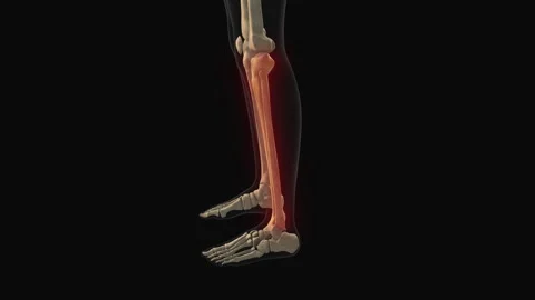 Medical animation of the tibia fibula bo... | Stock Video | Pond5