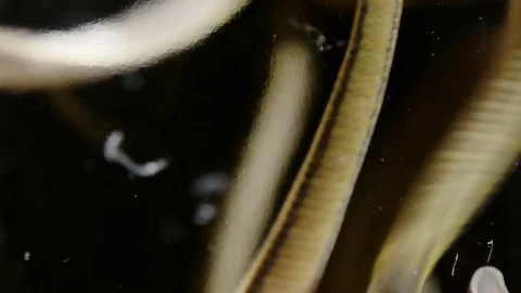 Leech Stock Videos – Royalty-Free HD & 4K Videos | Pond5